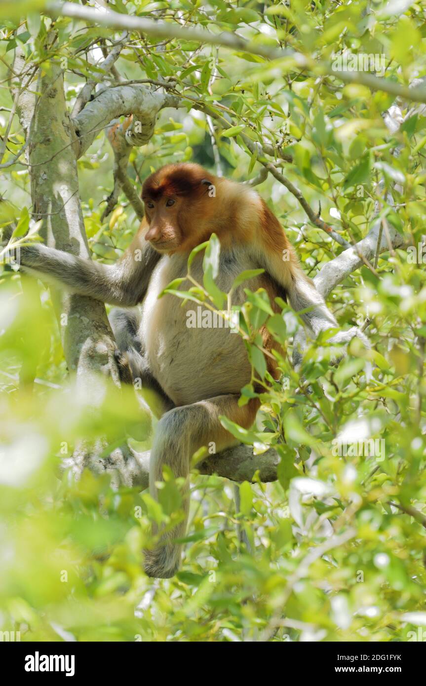 Proboscis monkey on a mangrove tree on Borneo Island, Sarawak, Malaysia ...