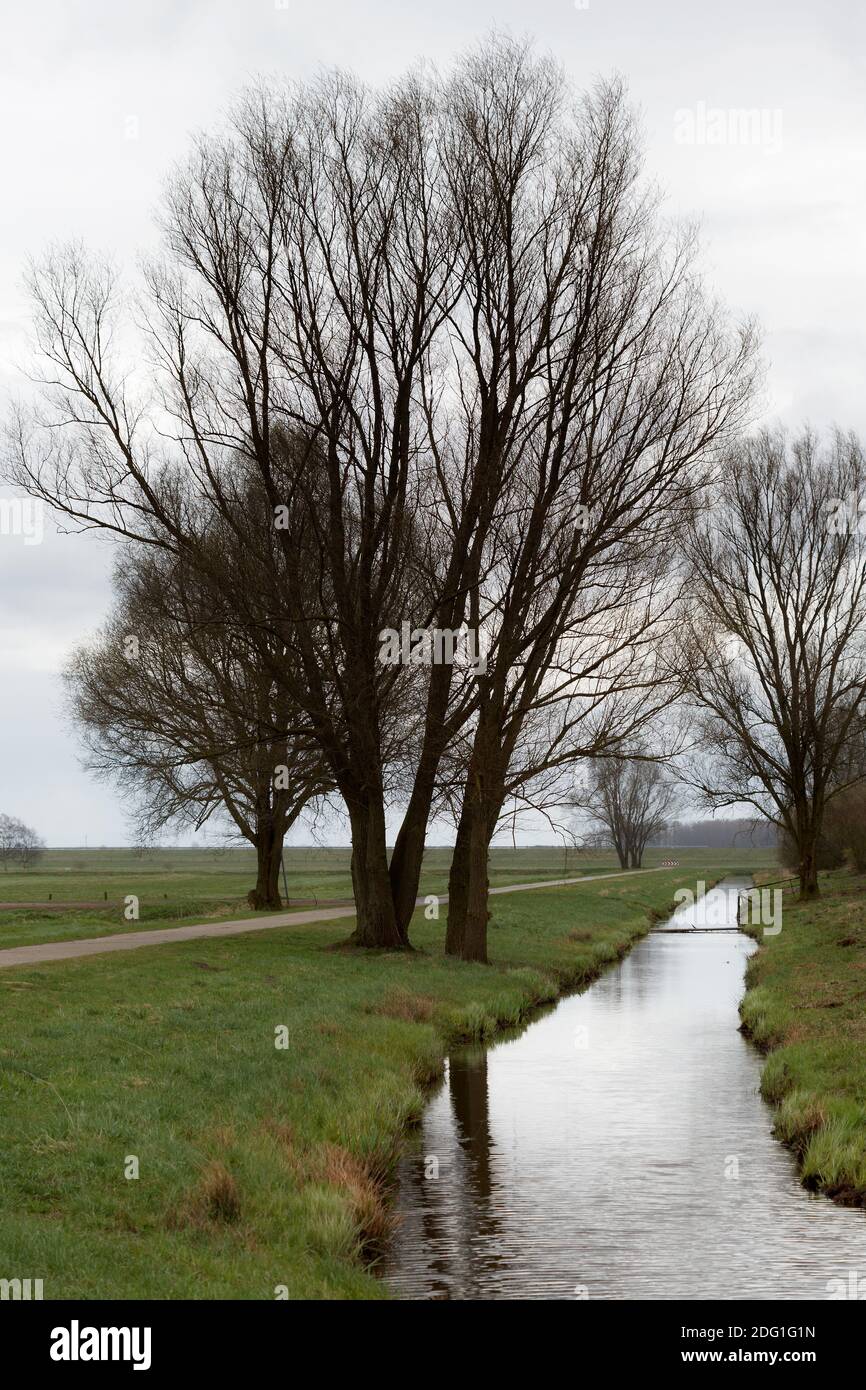 Trees along a stream Stock Photo - Alamy