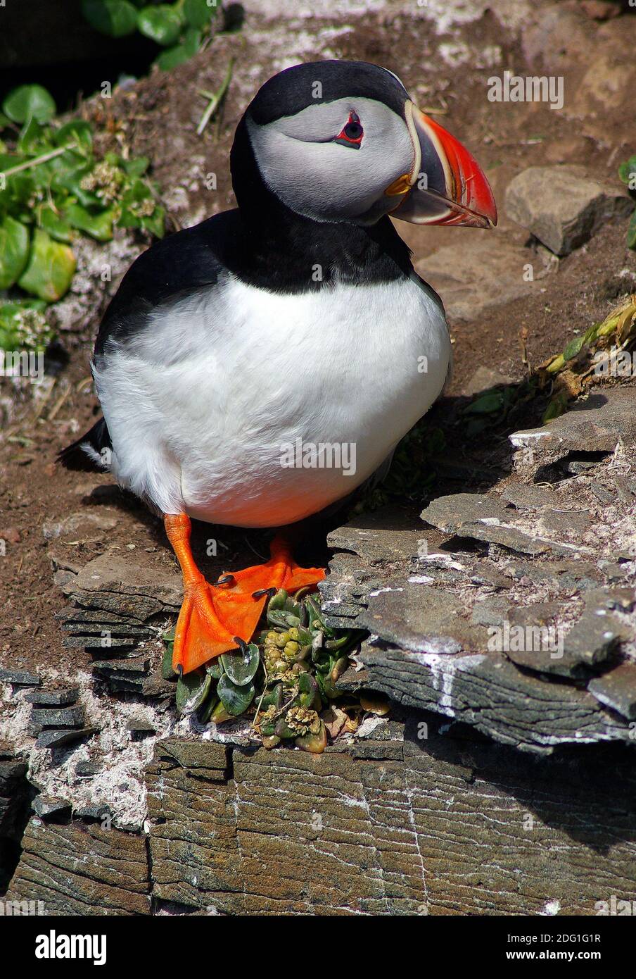 Icelandic puffin hi-res stock photography and images - Alamy