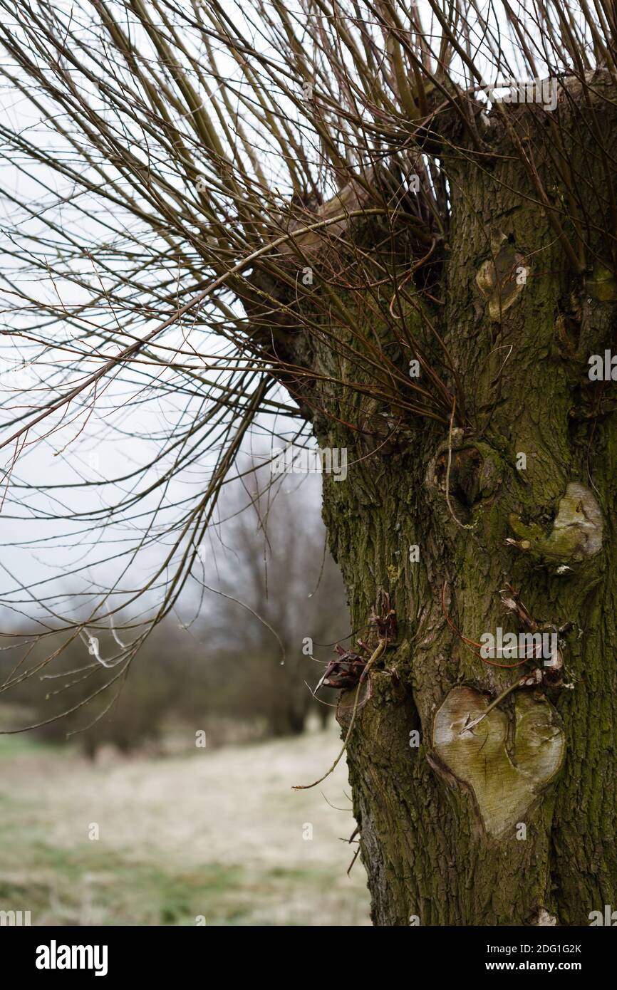 Trimmed tree nature prune hi-res stock photography and images - Alamy