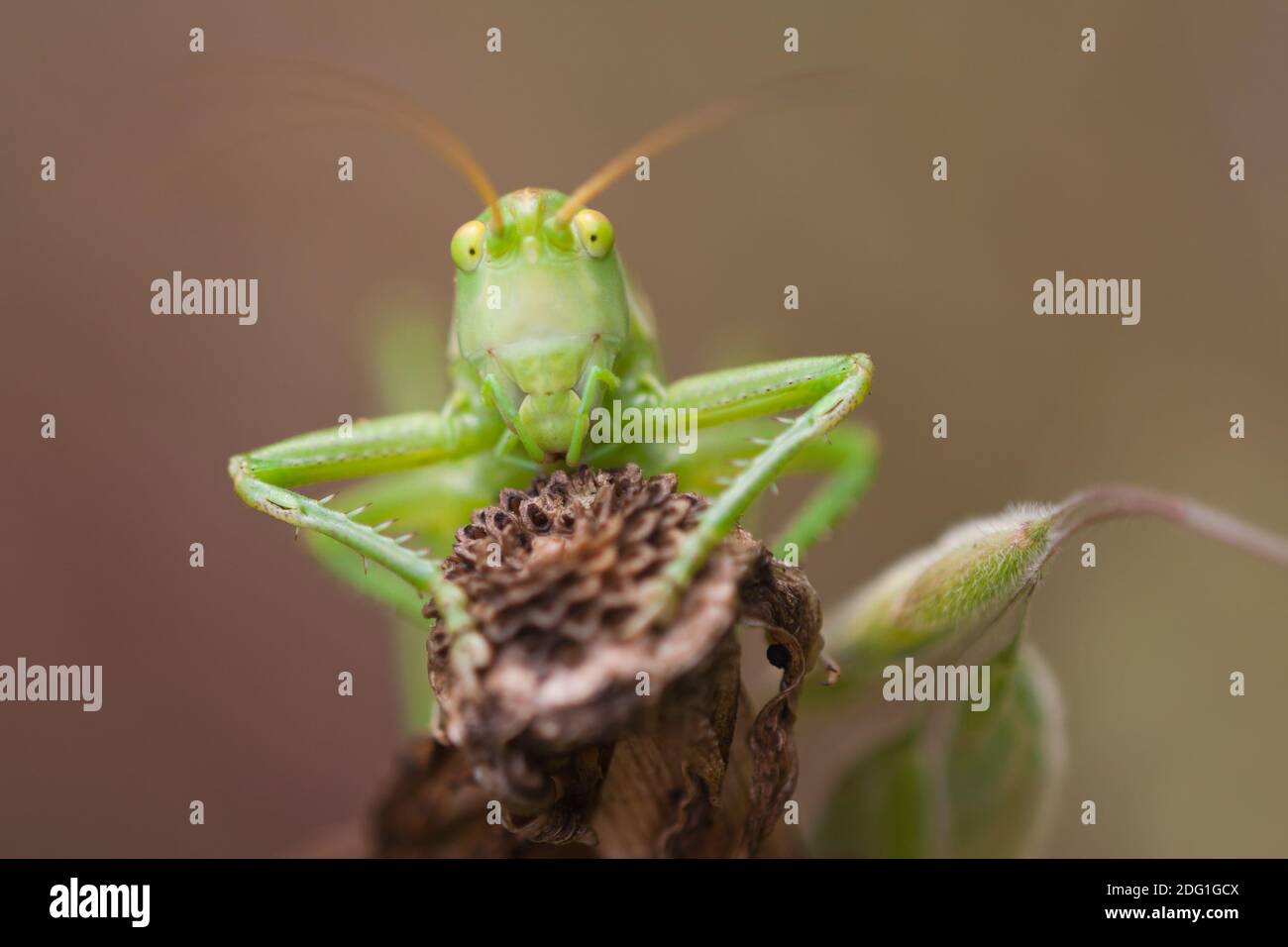 Comical eyes hi-res stock photography and images - Alamy