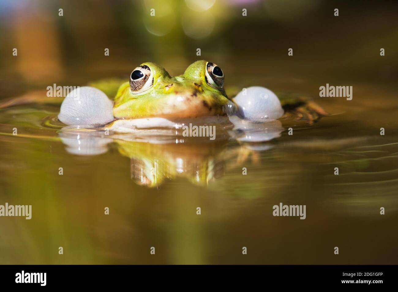 Common water frog croaks Stock Photo - Alamy