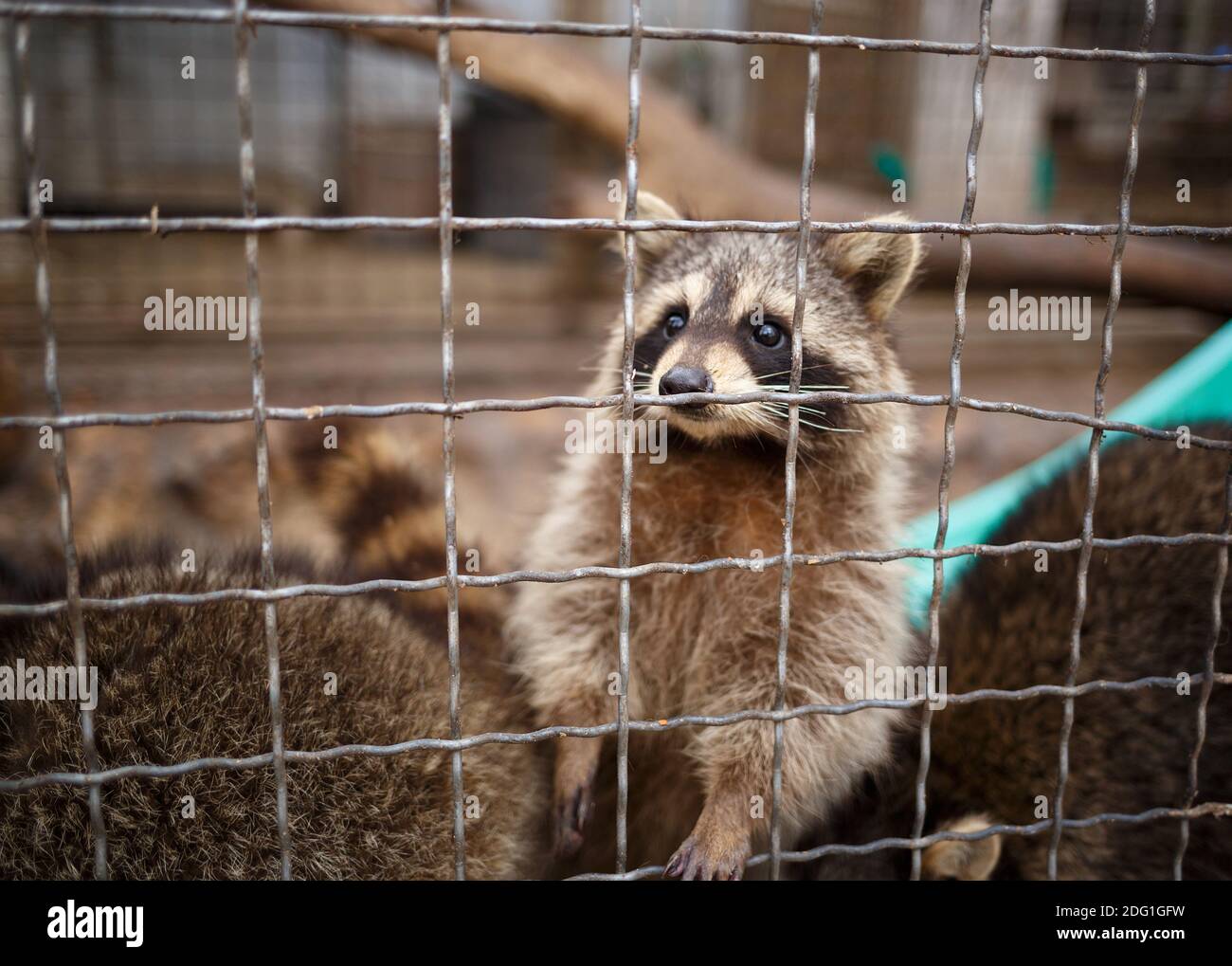 cute fluffy raccoons in a cage at the zoo Stock Photo - Alamy