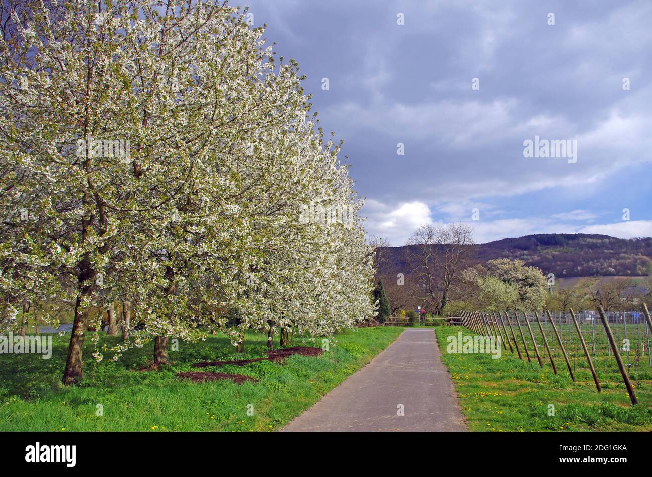 Mosel spring hi-res stock photography and images - Alamy