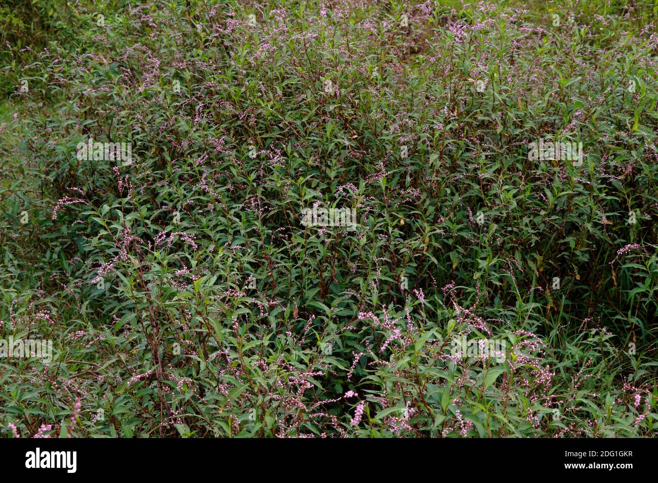 Flower Of Lady s Thumb Or Persicaria Maculosa Plant Buckwheat Family flower-of-lady-s-thumb-or-persicaria-maculosa-plant-buckwheat-family