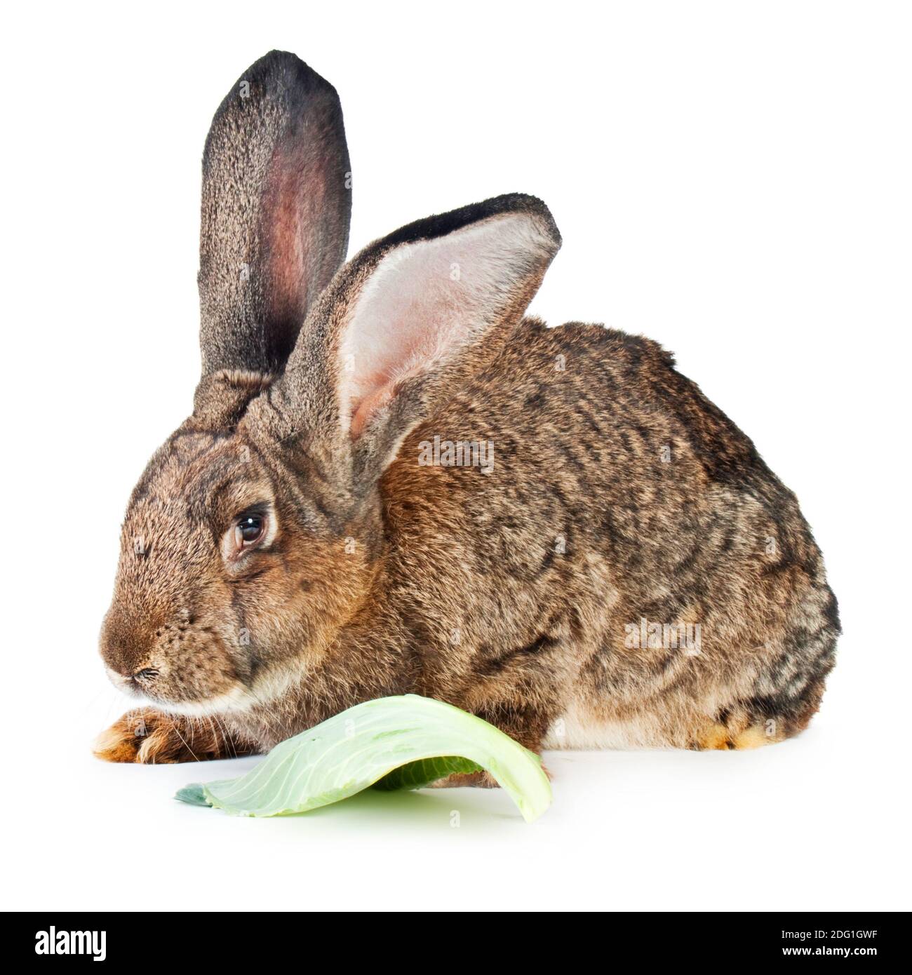 Rabbit no fur Cut Out Stock Images & Pictures - Alamy