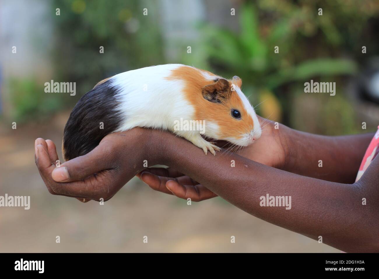 Guinea Pig And Hands