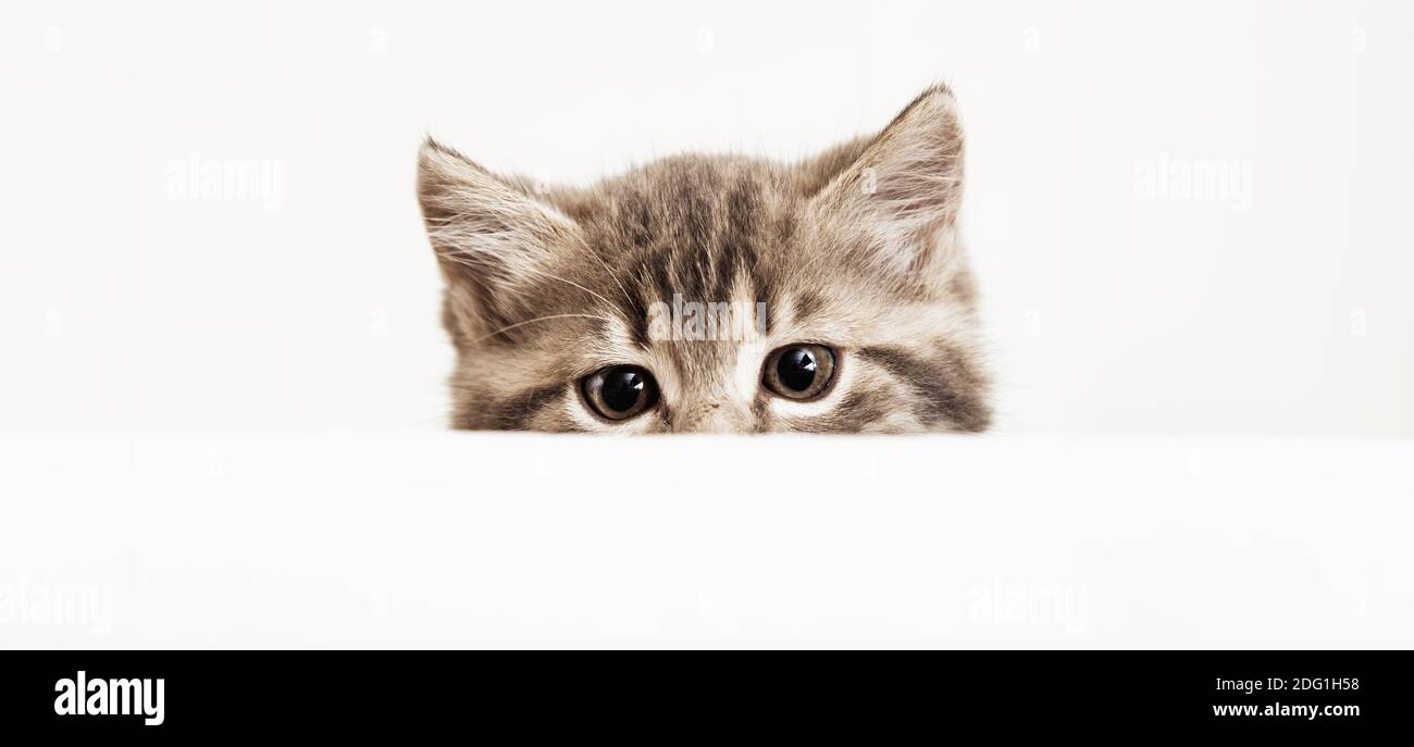 Kitten head peeking over blank white sign placard. Pet kitten curiously ...