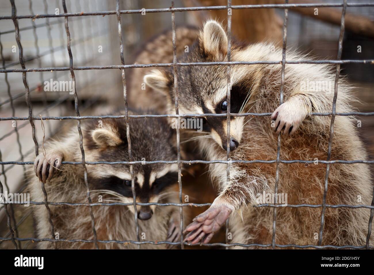 cute fluffy raccoons in a cage at the zoo Stock Photo - Alamy