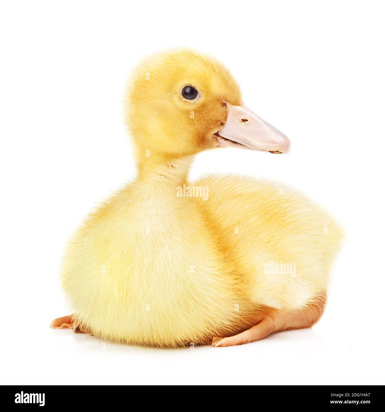 Hatched duckling Cut Out Stock Images & Pictures - Alamy