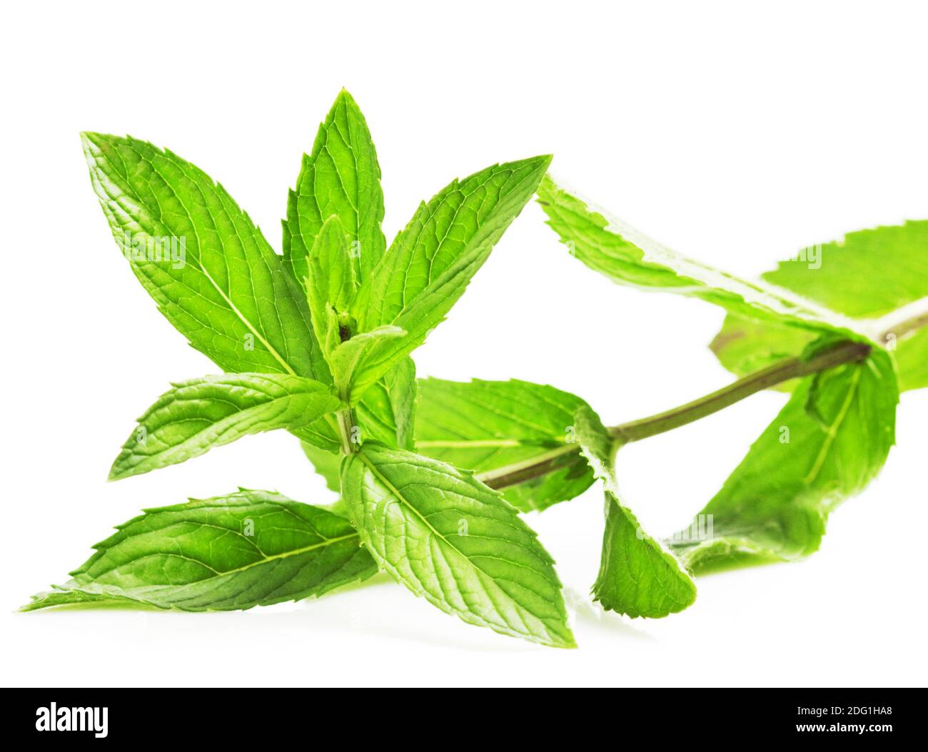 Mint green floral hi-res stock photography and images - Alamy