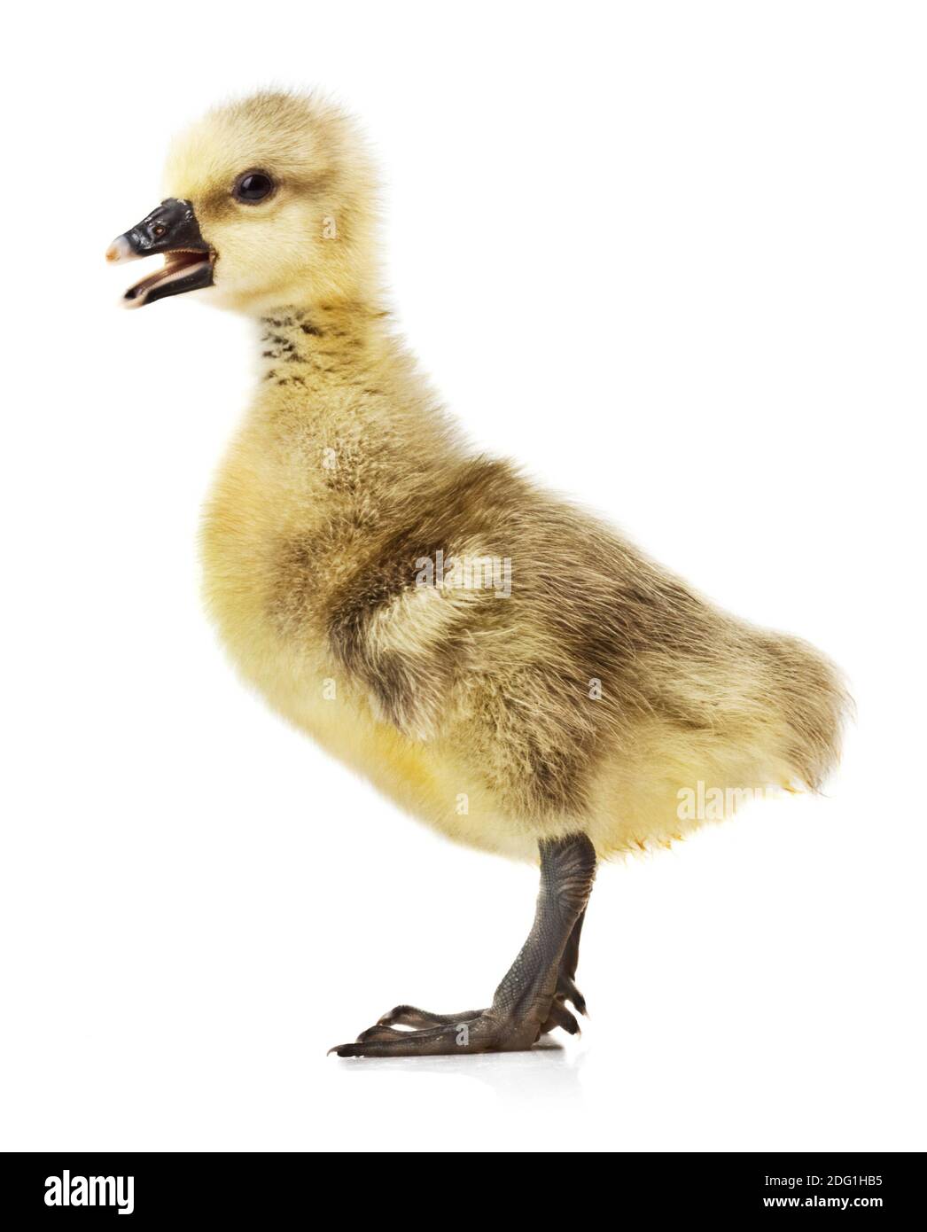 Gosling Cut Out Stock Images & Pictures - Alamy