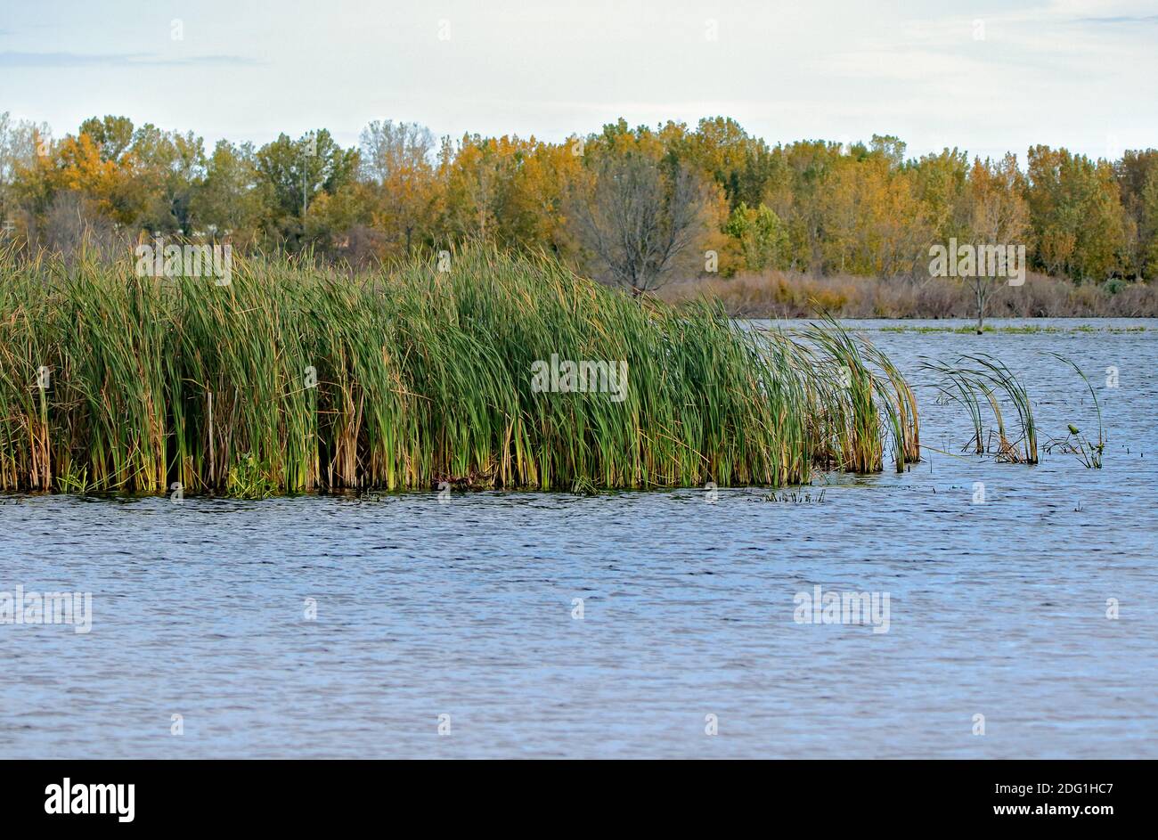 Common bent grass hi-res stock photography and images - Alamy