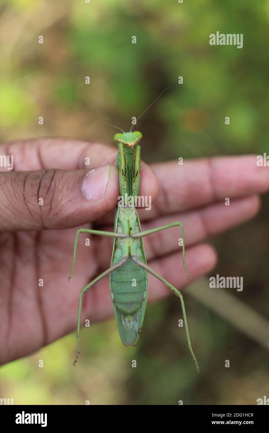 deadly green mantis in hand matis insect in hand hd close up view of ...