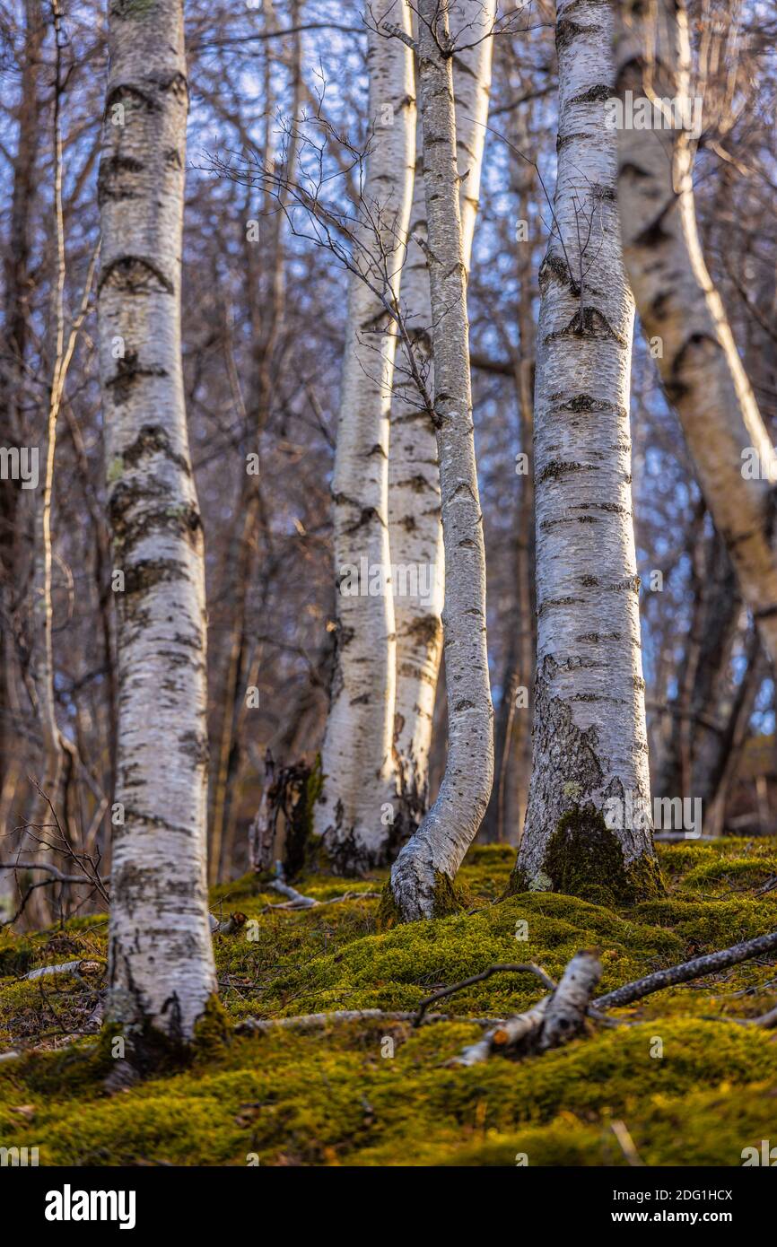 Birch tree trunks hi-res stock photography and images - Alamy