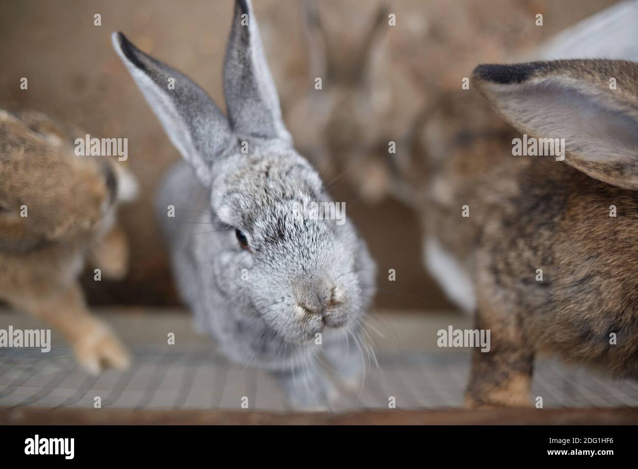 three muzzles of fluffy gray rabbits in a cage in a zoo Stock Photo - Alamy