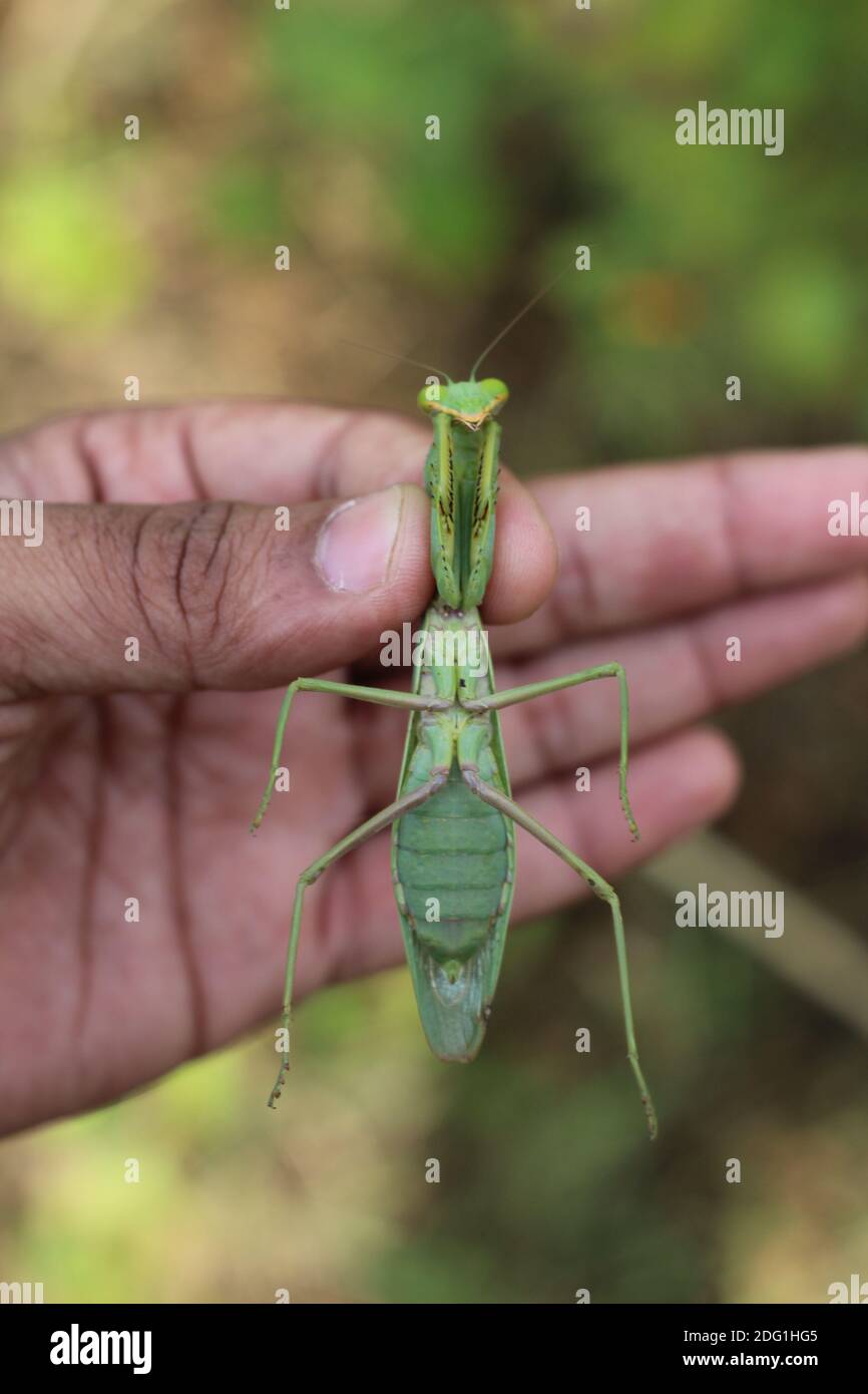 deadly green mantis in hand matis insect in hand hd close up view of ...