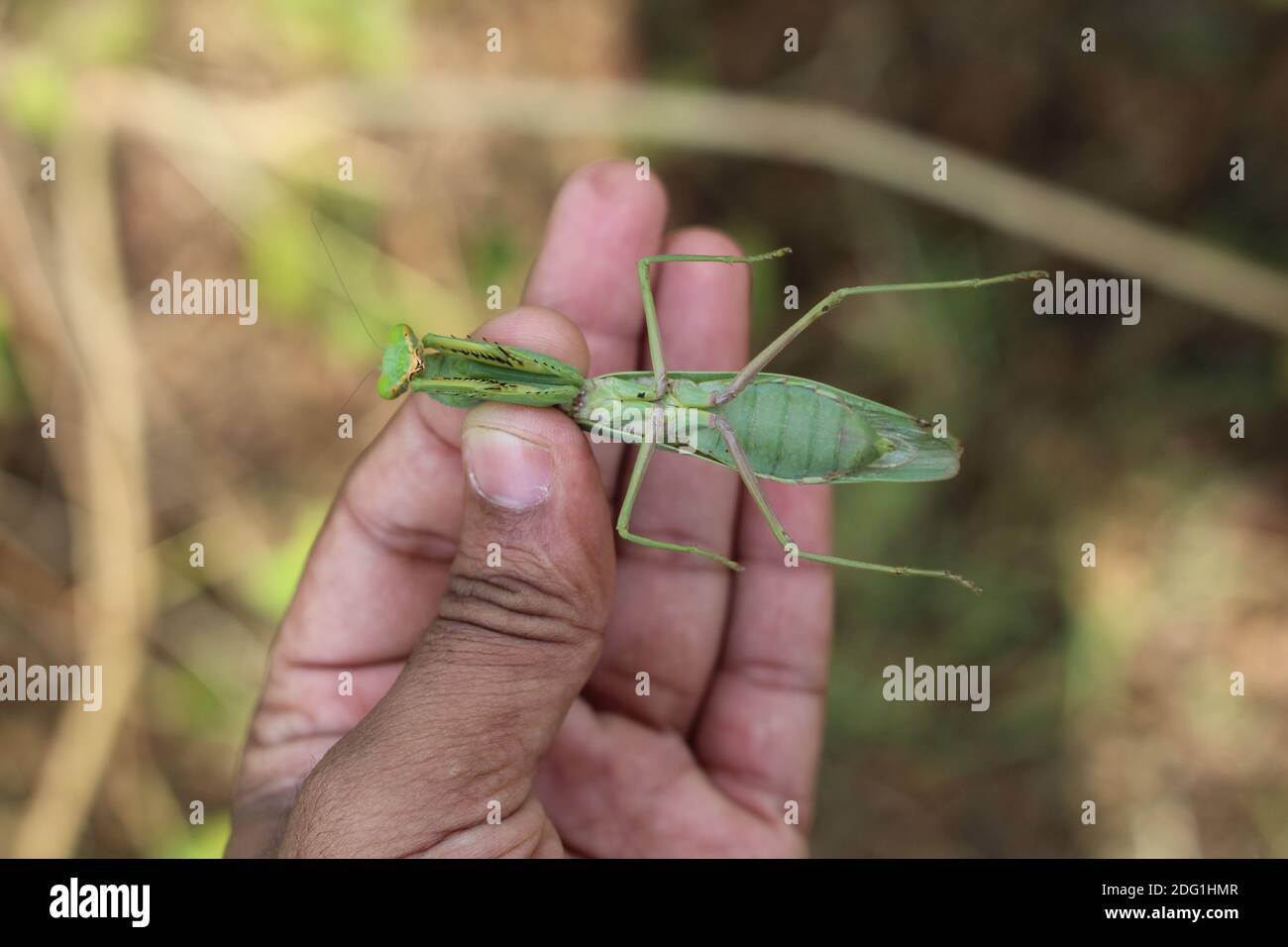 deadly green mantis in hand matis insect in hand hd close up view of ...