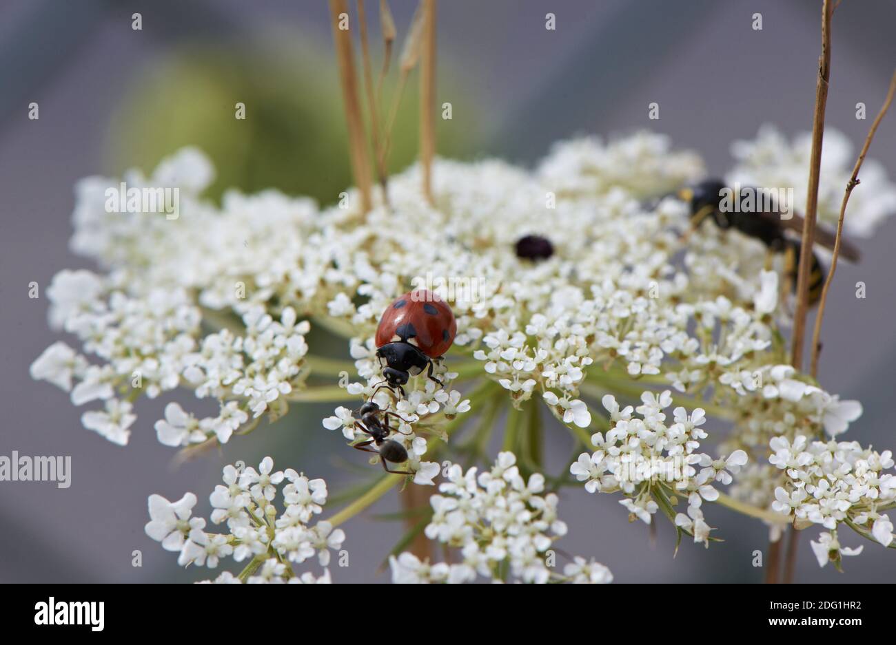 Ladybug and ant hi-res stock photography and images - Alamy