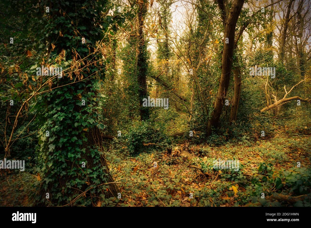 Musical view in the forest Stock Photo - Alamy