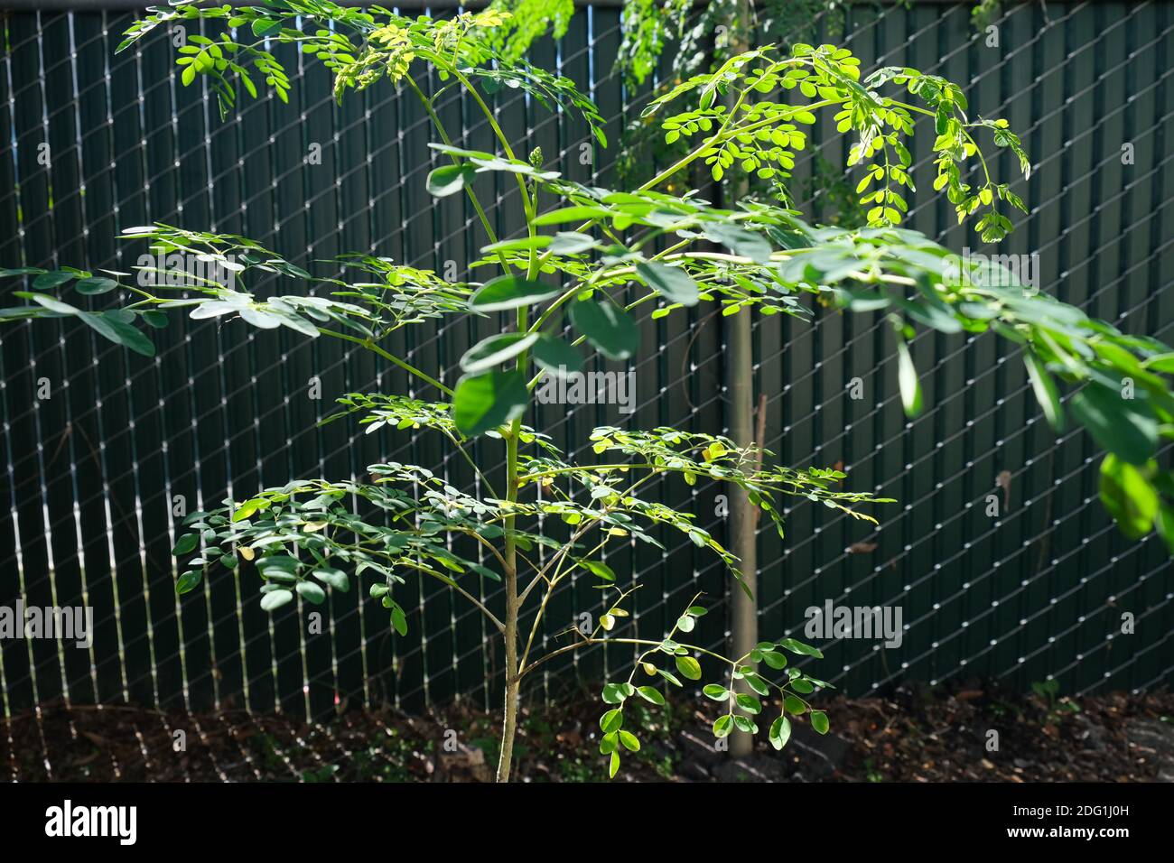 Moringa trees hi-res stock photography and images - Alamy