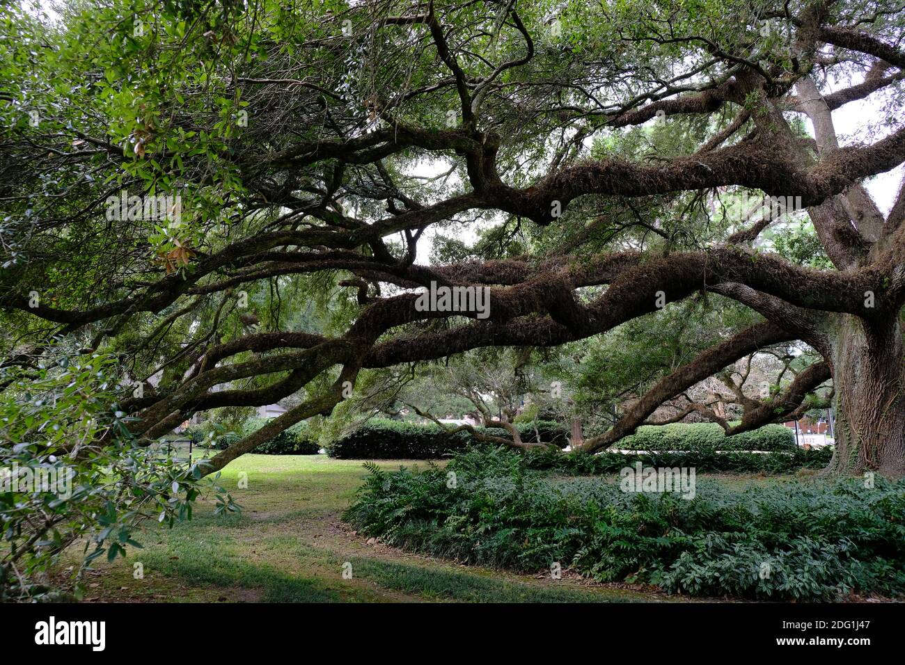 University louisiana lafayette campus hi-res stock photography and ...