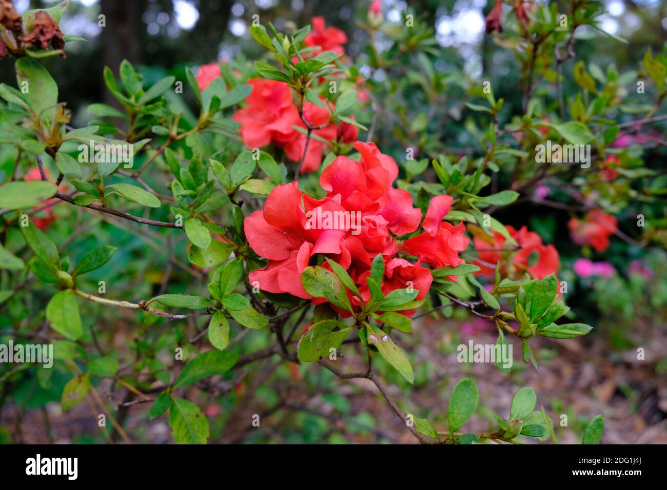 red flower Ericaceae bush garden Rhododendron Stock Photo - Alamy