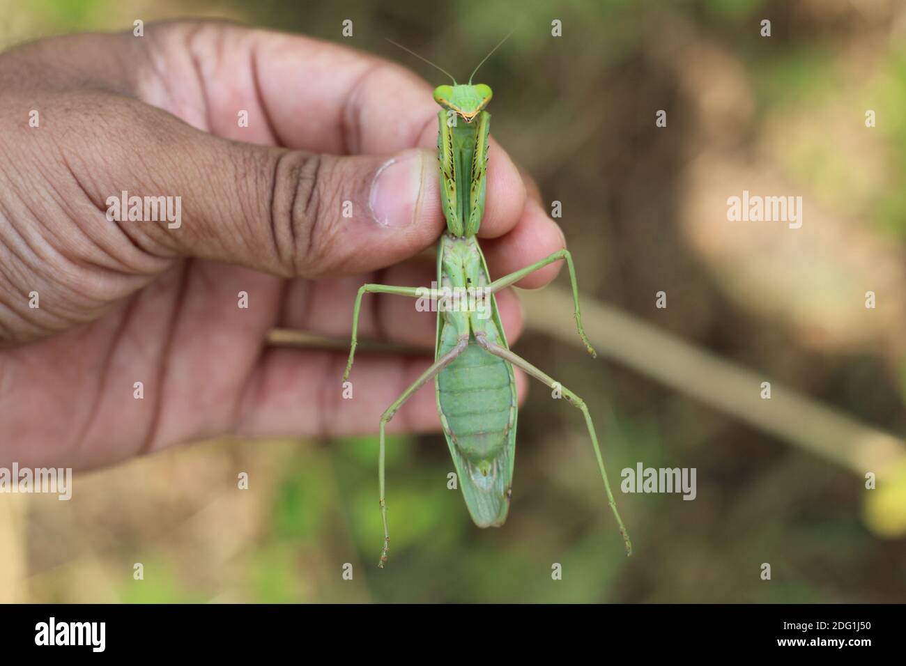 deadly green mantis in hand matis insect in hand hd close up view of ...