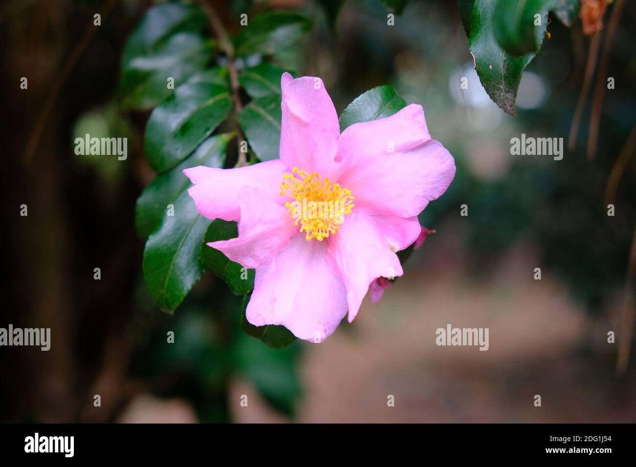 camellia pink flower tea oil plant growing in the garden Stock Photo ...