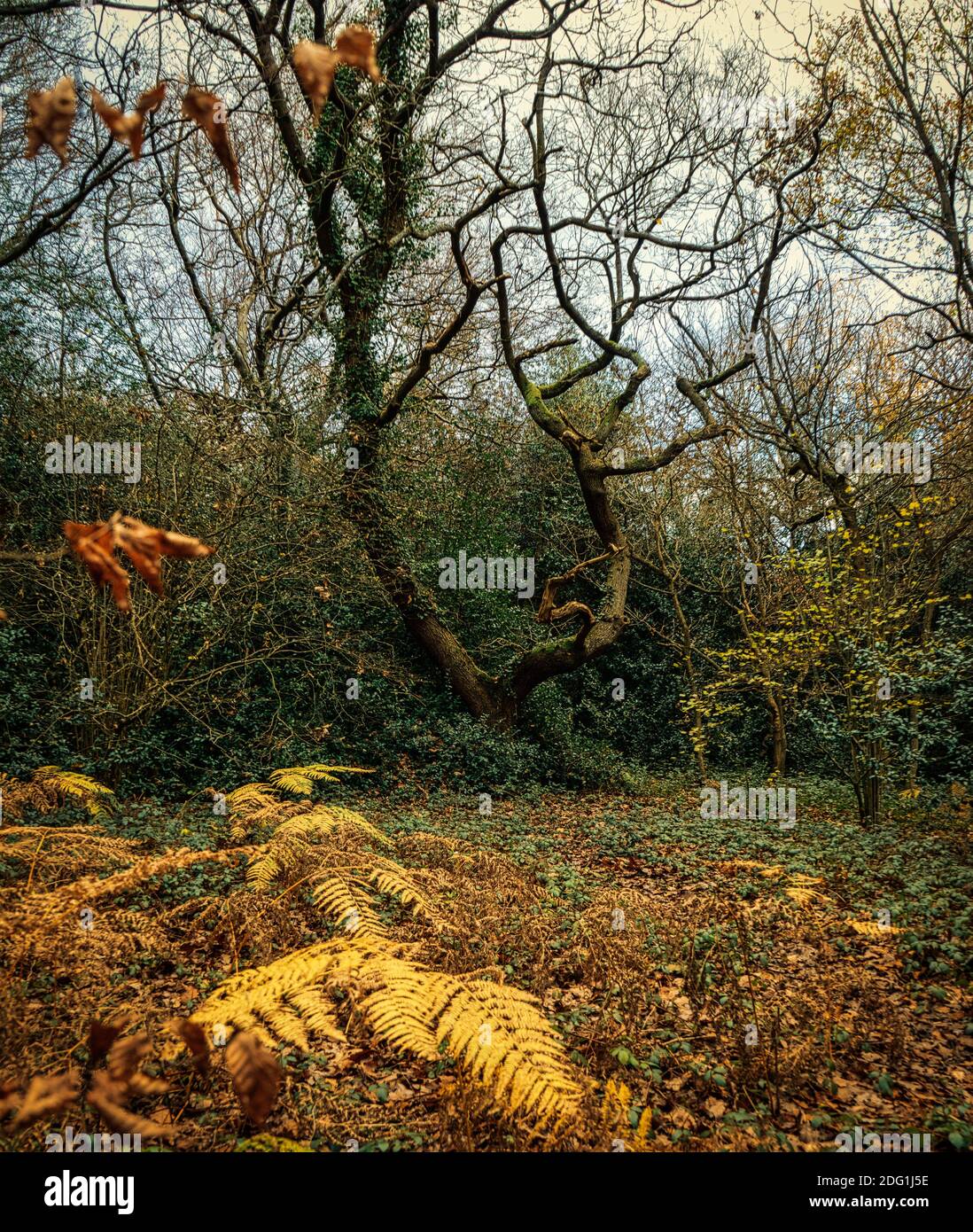 Musical view in the forest Stock Photo - Alamy