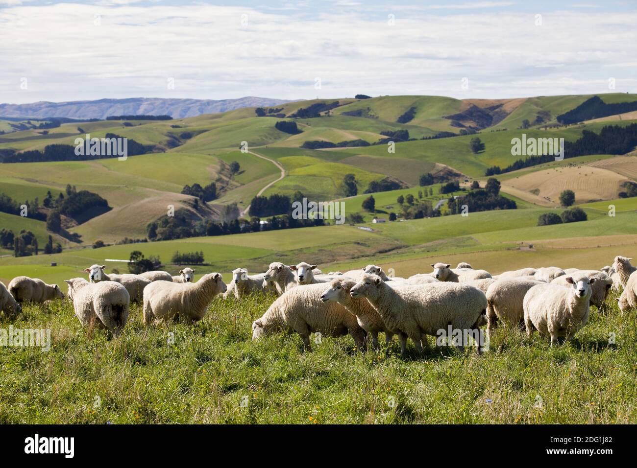 Breeding sheep hi-res stock photography and images - Alamy