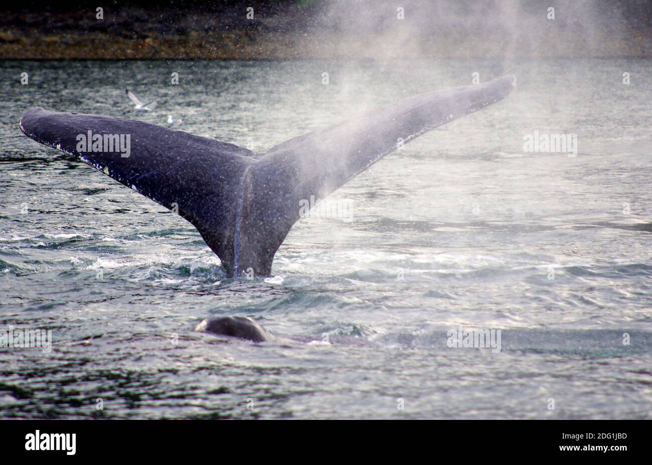 Inside whale hi-res stock photography and images - Alamy