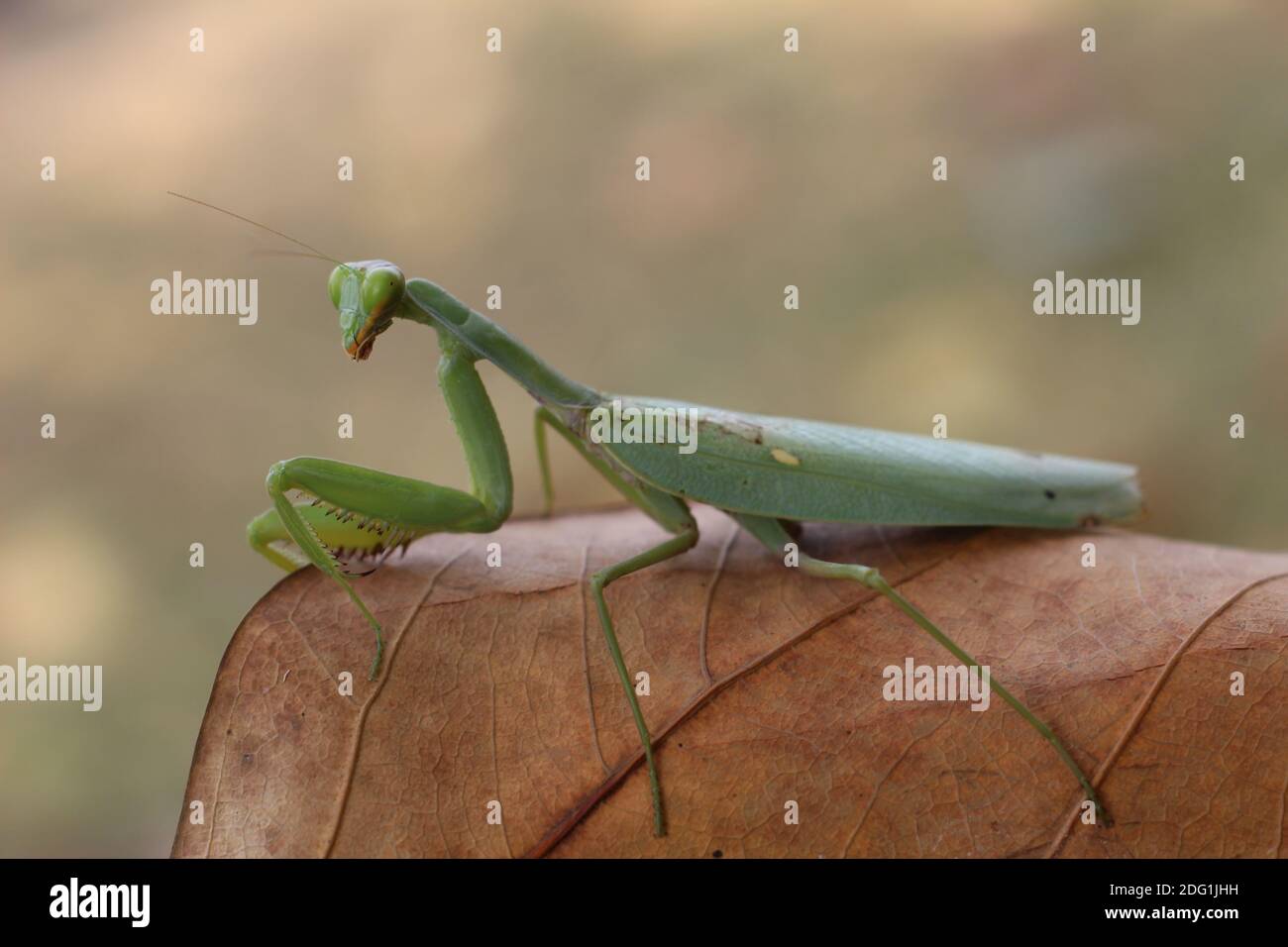Deadly green mantis on leaf ready to hunt on prey wild green mantis on ...