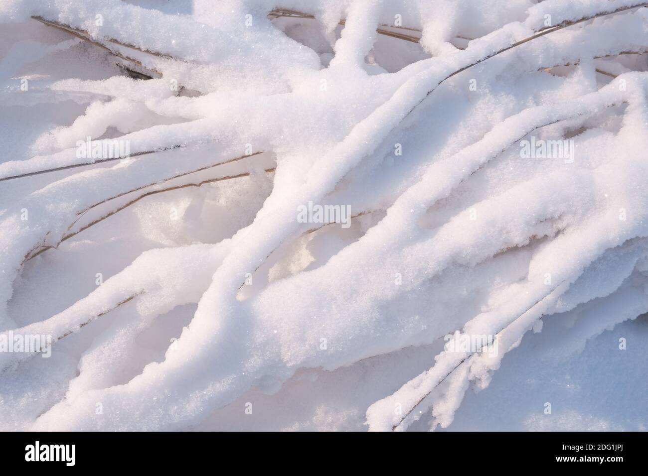White fine snow background texture. grass under the snow, winter ...