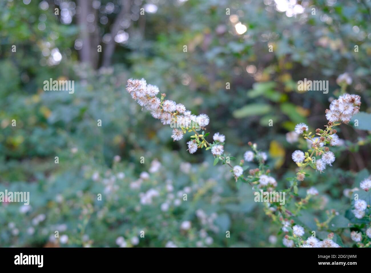 fuzzy looking plant in the field Stock Photo - Alamy