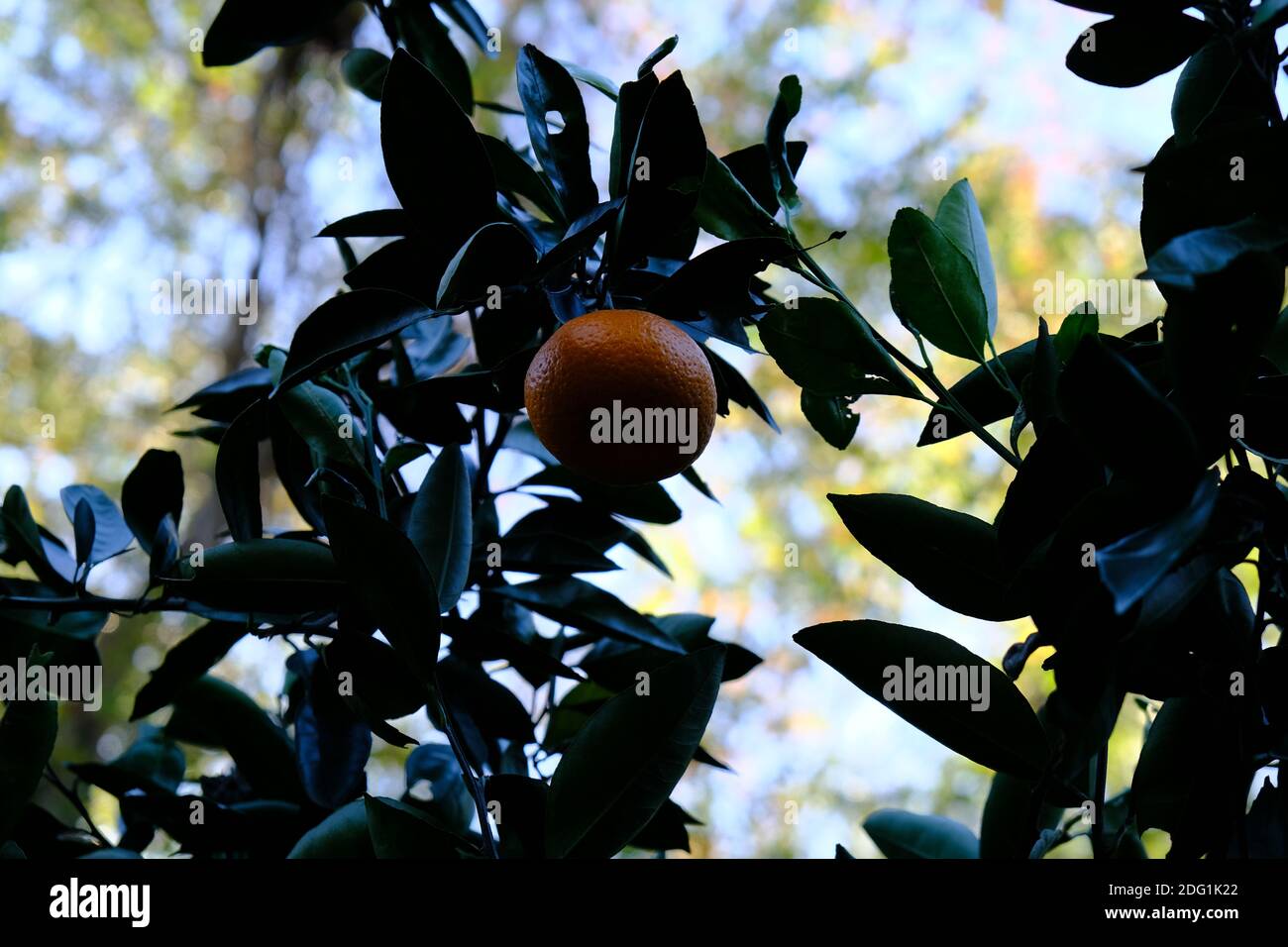 orange citrus fruit hanging from tree outside in the backyard Stock ...