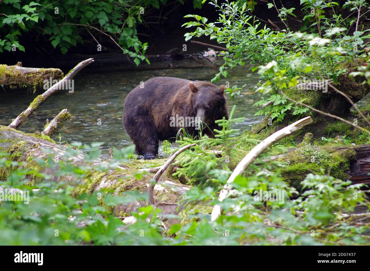 Alaska, juneau bear hi-res stock photography and images - Alamy