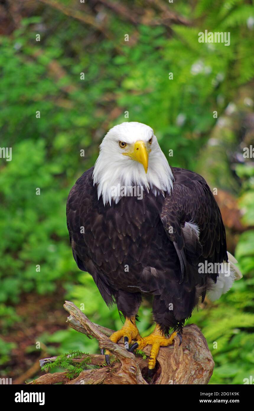 Bold eagle bird hi-res stock photography and images - Alamy