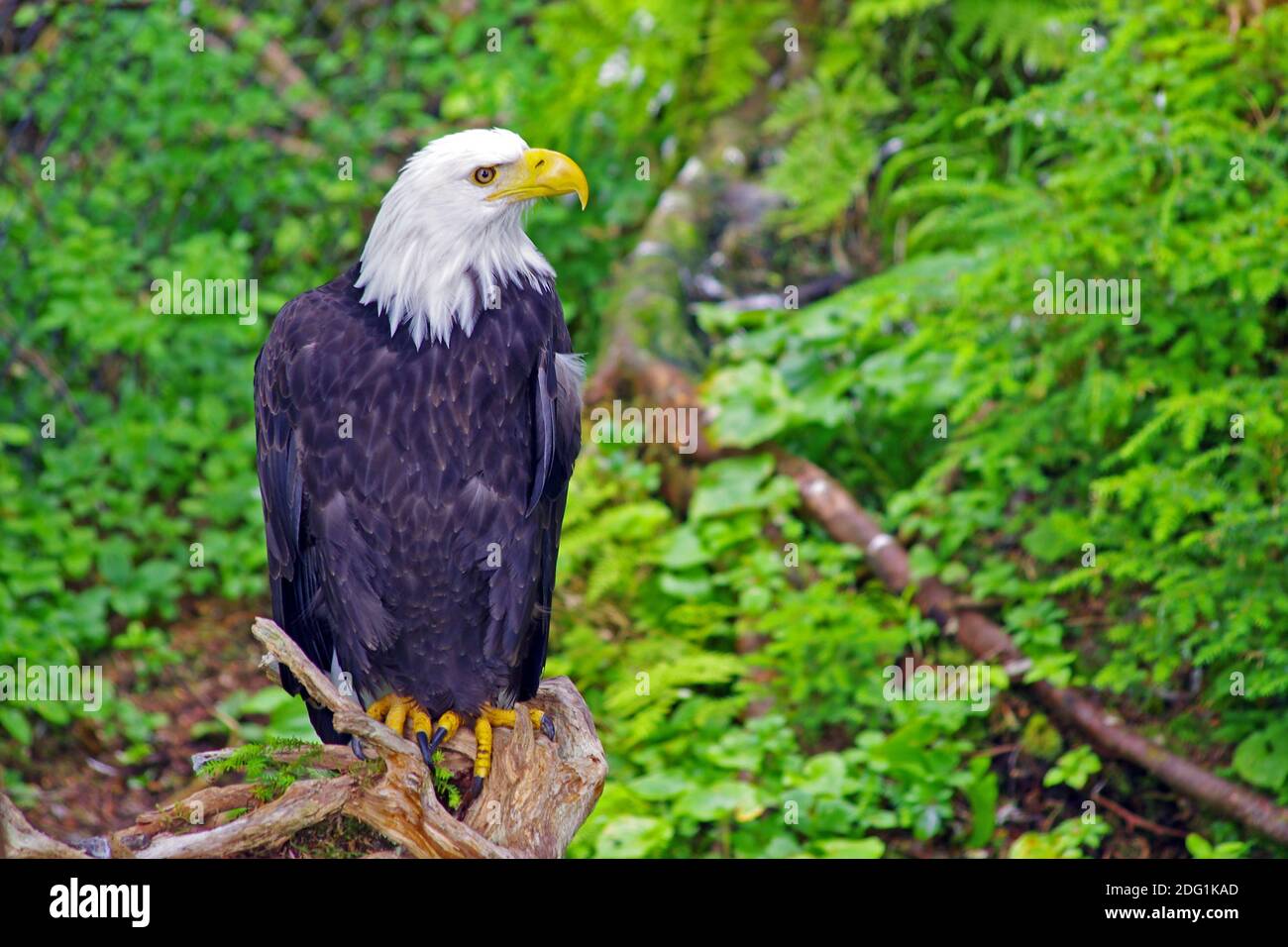 Proud animals hi-res stock photography and images - Alamy