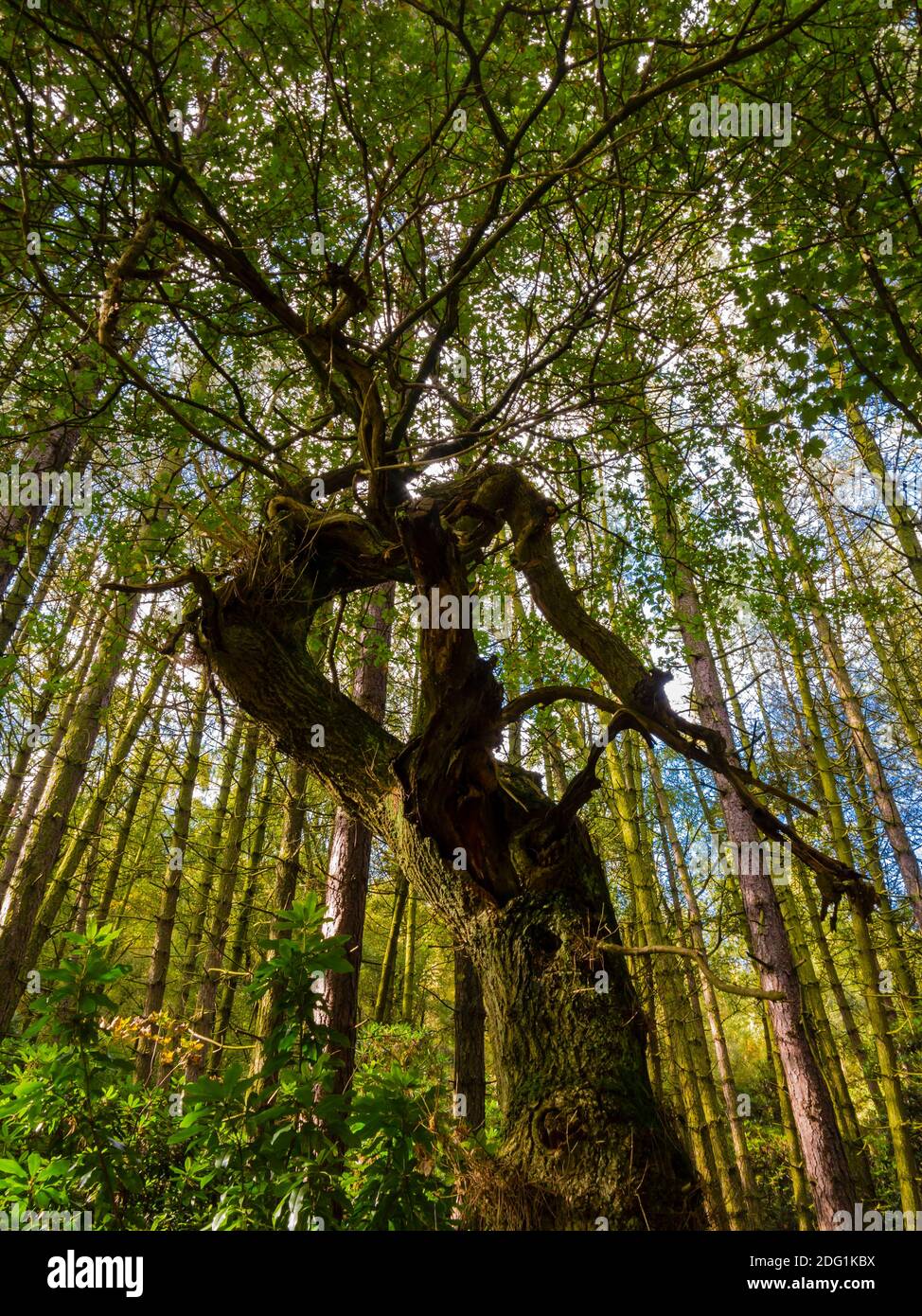 Gnarled tree hi-res stock photography and images - Alamy