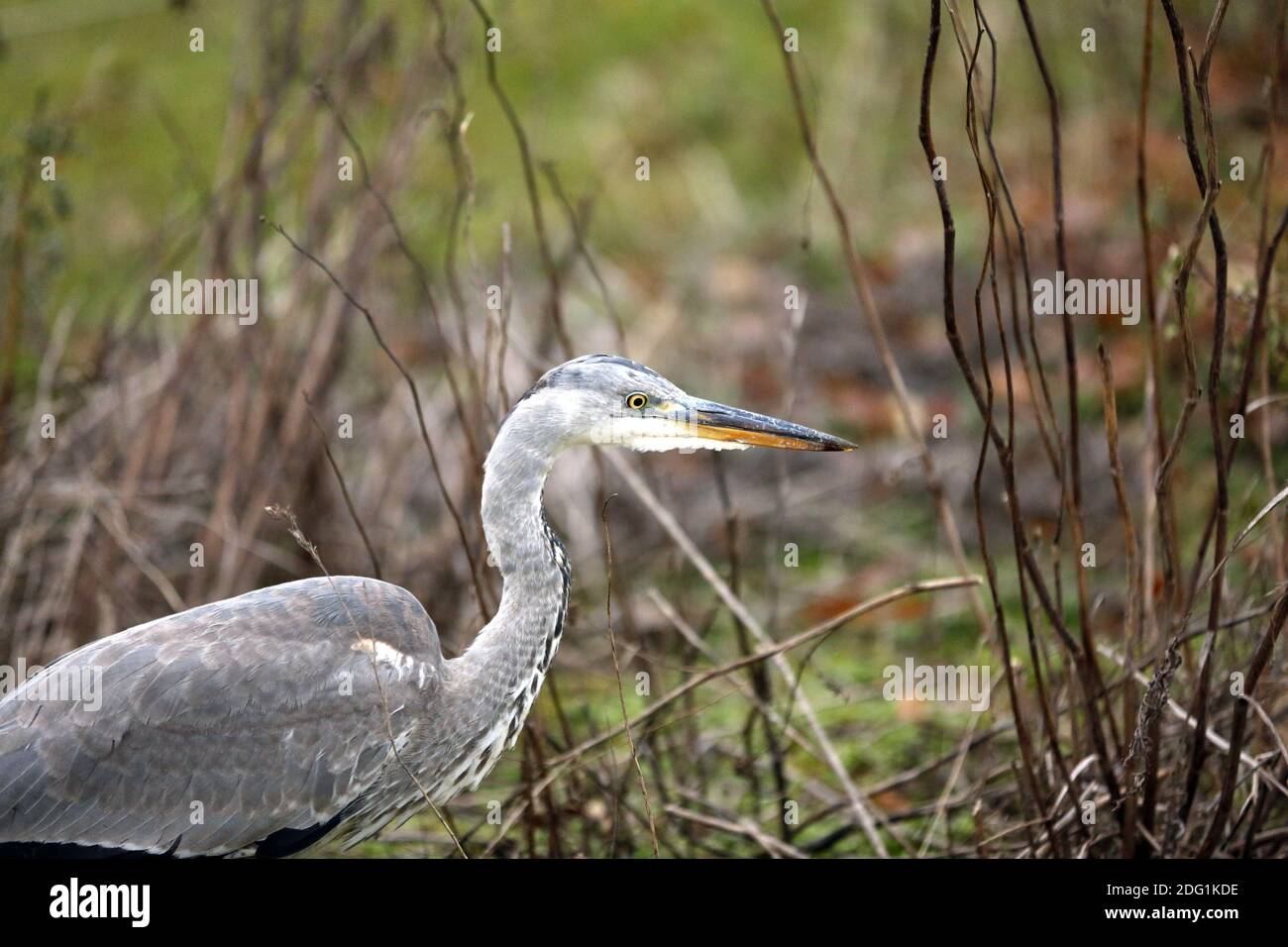 Berlin, Germany. 07th Dec, 2020. A gray heron in Berlin-Dahlem. (Photo ...