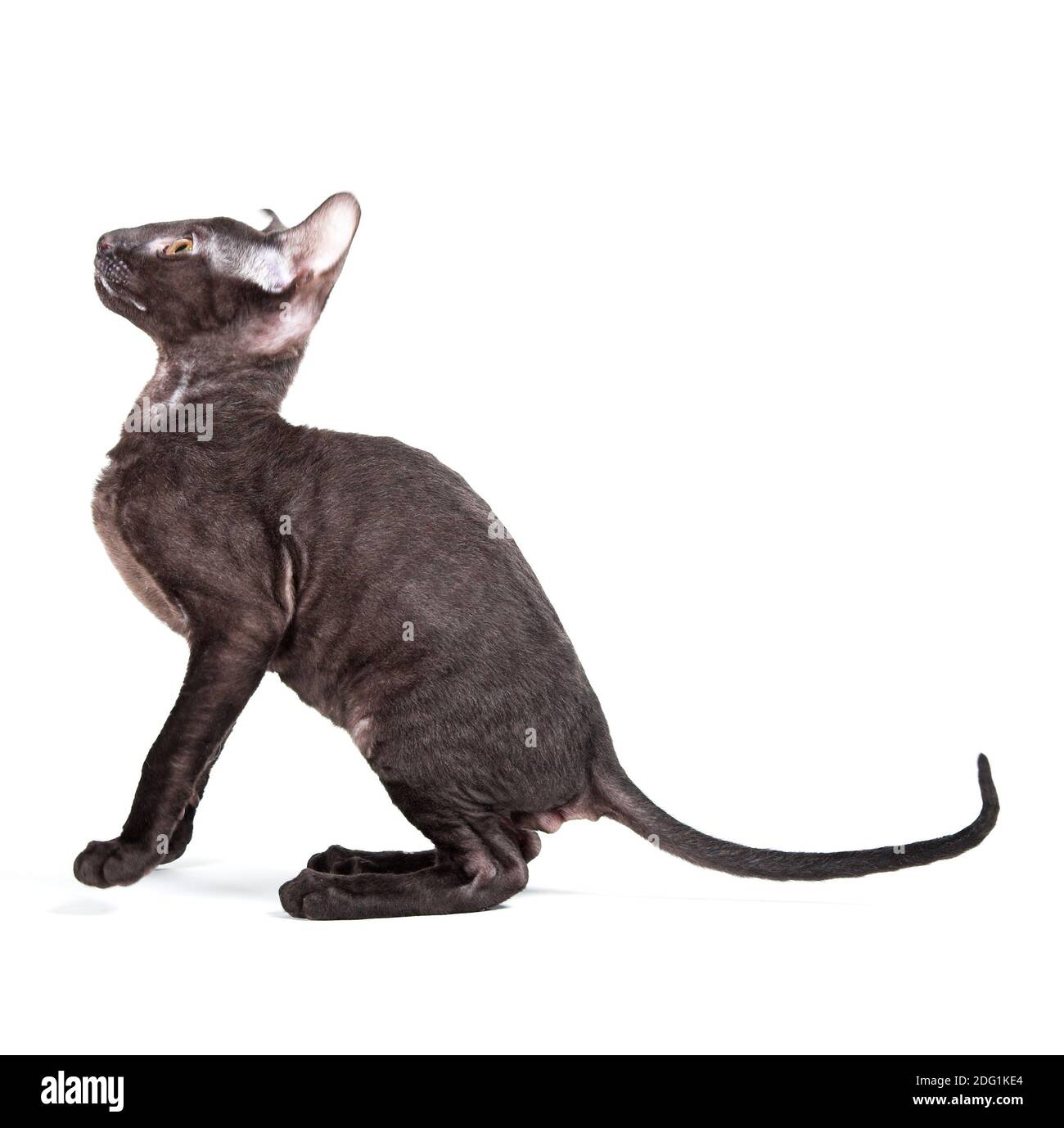 Black cornish rex cat hi-res stock photography and images - Alamy