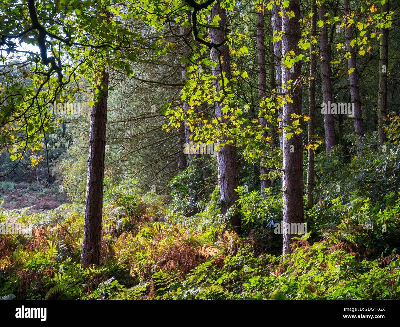 Mixed trees hi-res stock photography and images - Alamy