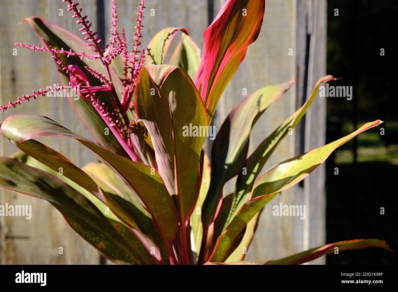 plants growing on the back porch backyard nature gardening Stock Photo ...