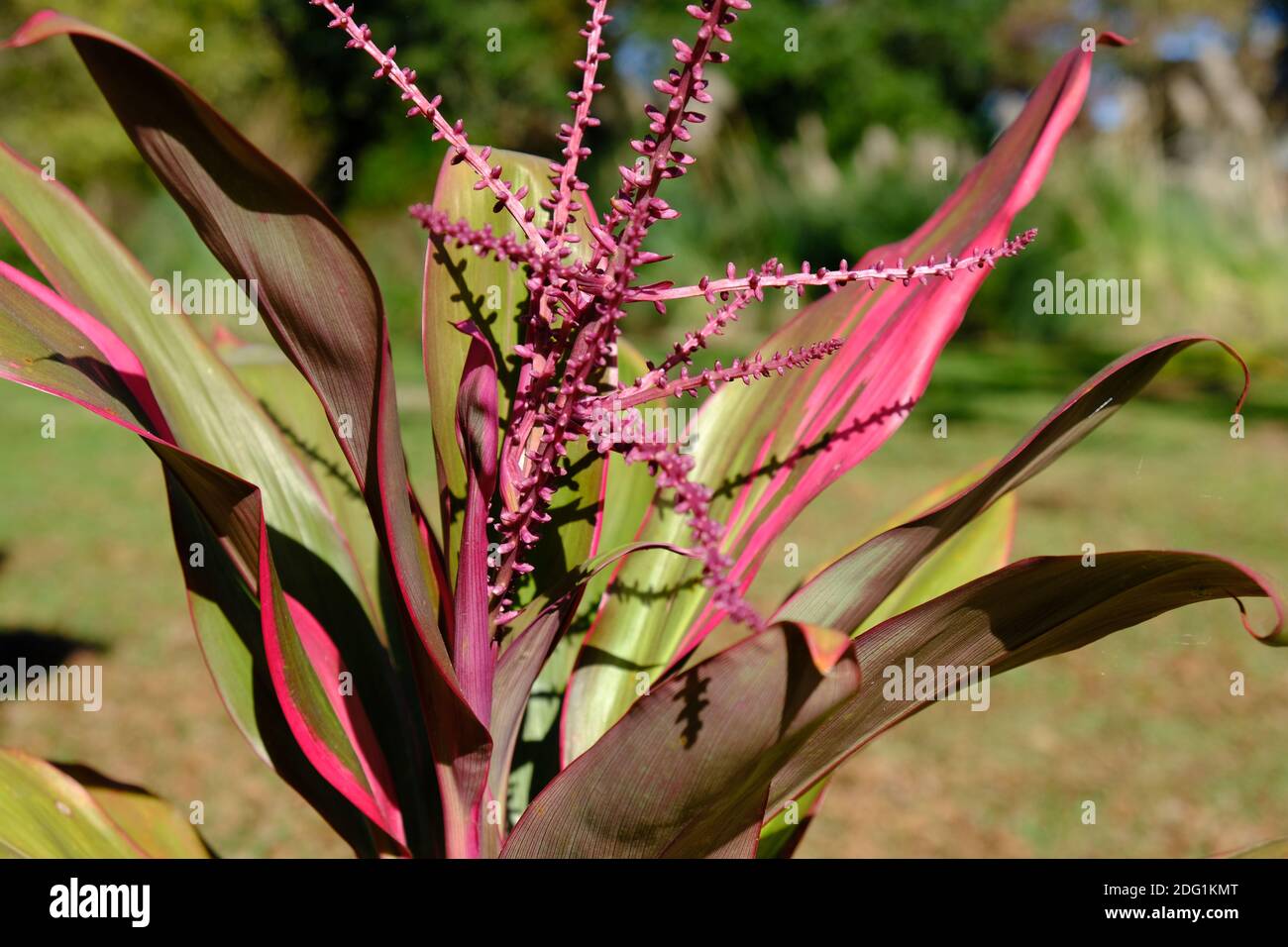 plants growing on the back porch backyard nature gardening Stock Photo ...