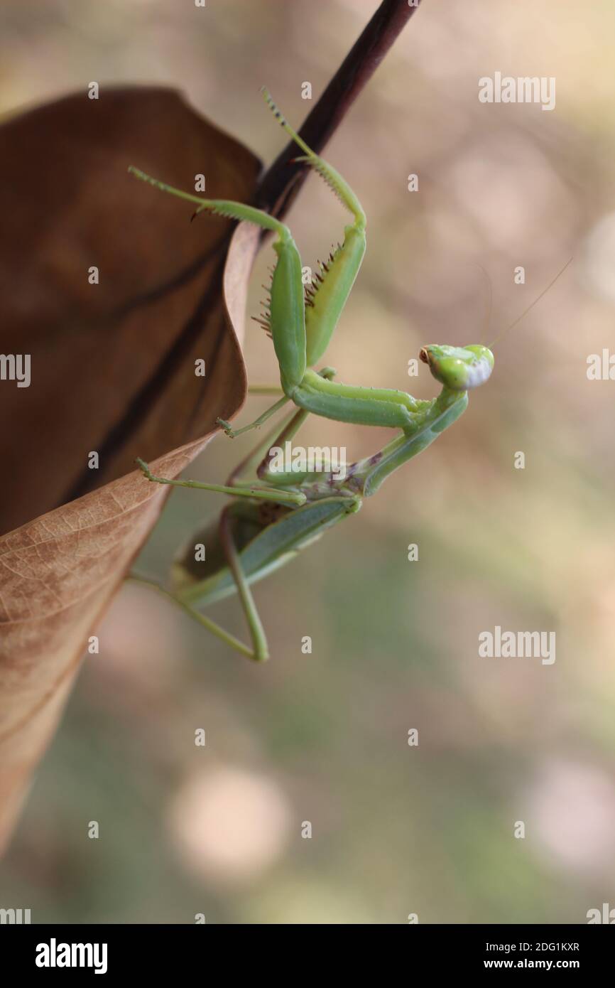 Deadly green mantis on leaf ready to hunt on prey wild green mantis on ...