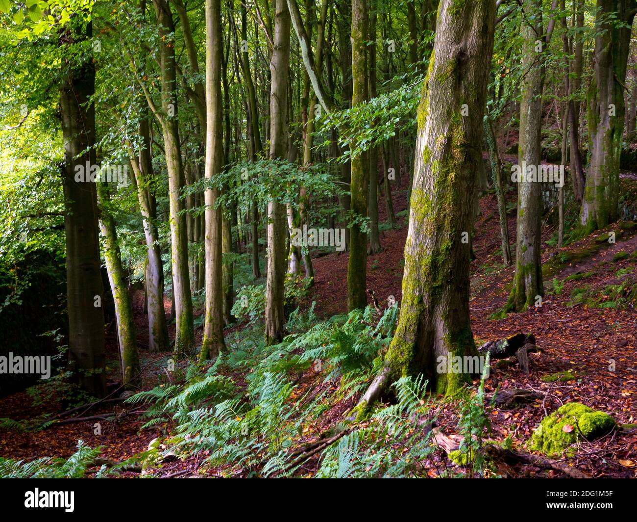 Summer beech trees hi-res stock photography and images - Alamy