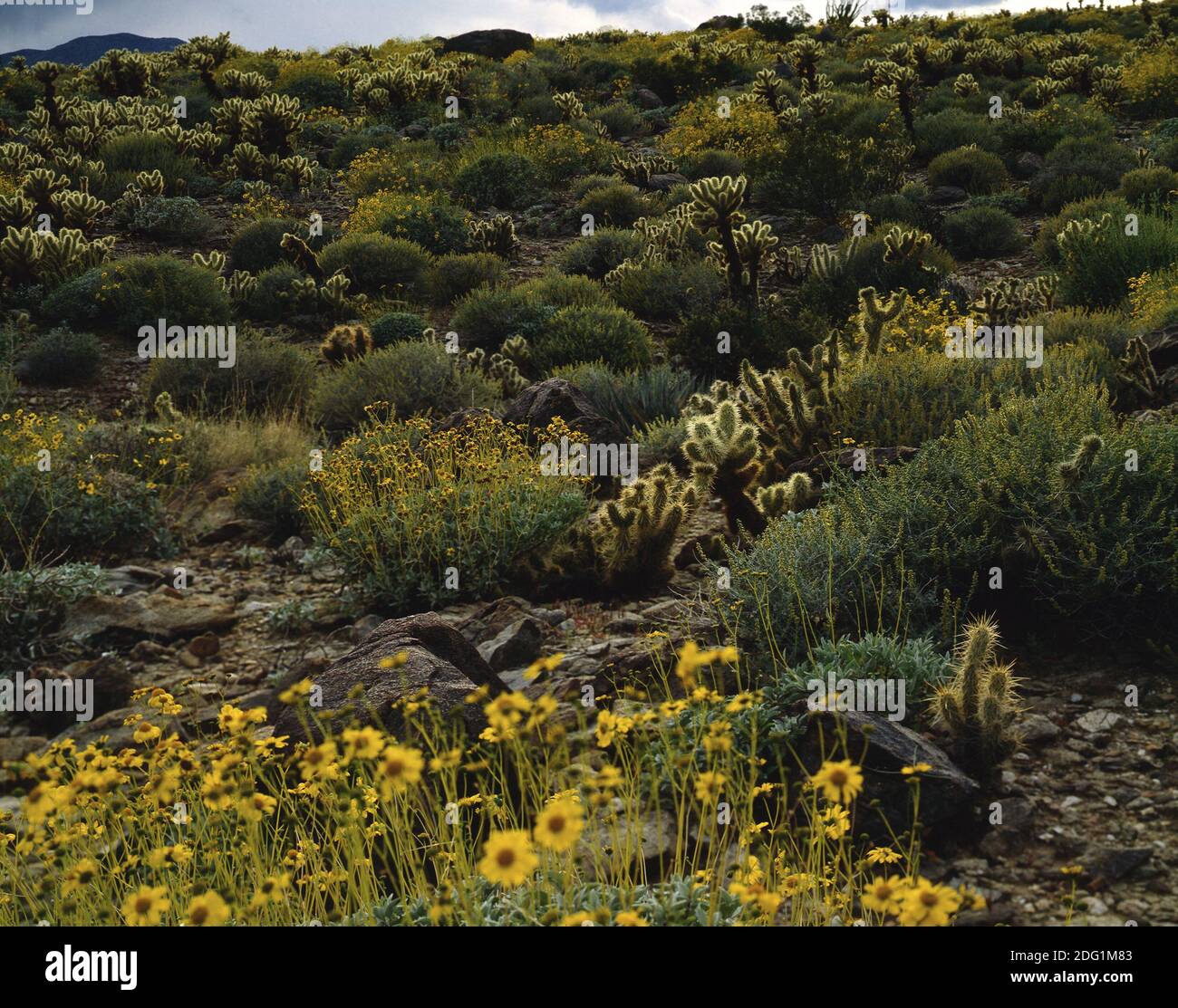Spring in Mojave Desert Stock Photo - Alamy