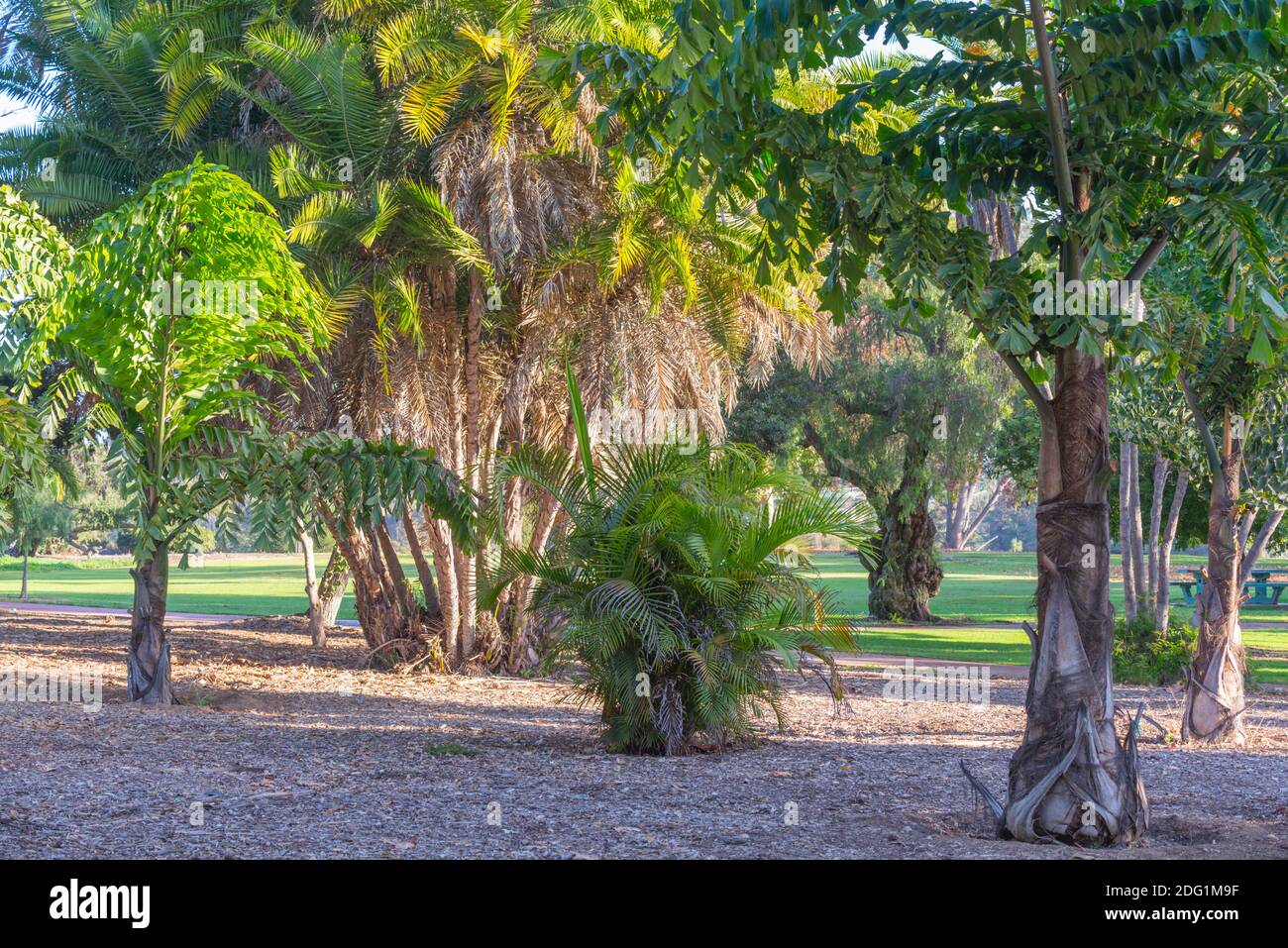 Plants and trees at Balboa Park. San Diego, CA, USA Stock Photo - Alamy