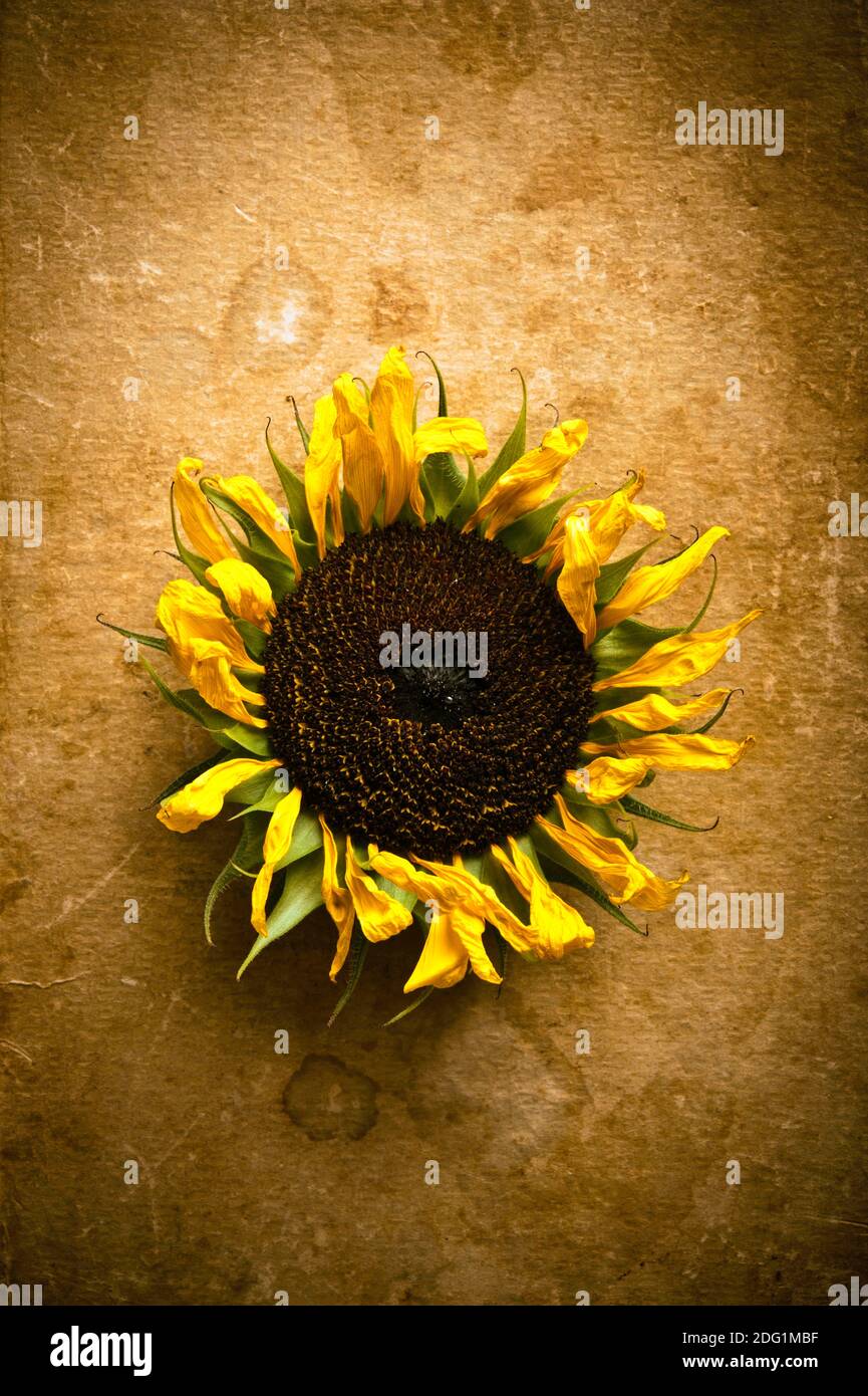 sunflower head in decay Stock Photo - Alamy